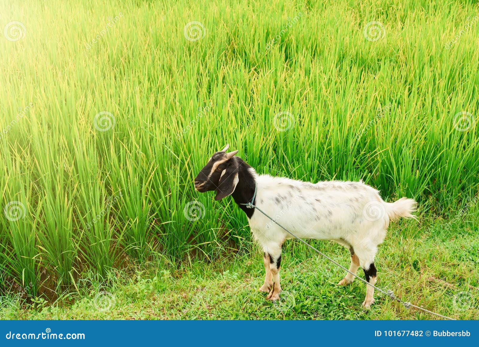 Goat in Paddy Field.Thailand. Stock Photo - Image of goat, farming ...
