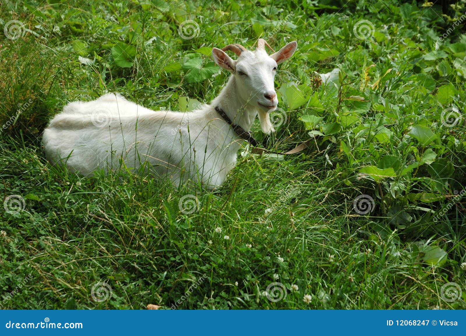 Goat on a pasture stock image. Image of meadow, mammal - 12068247