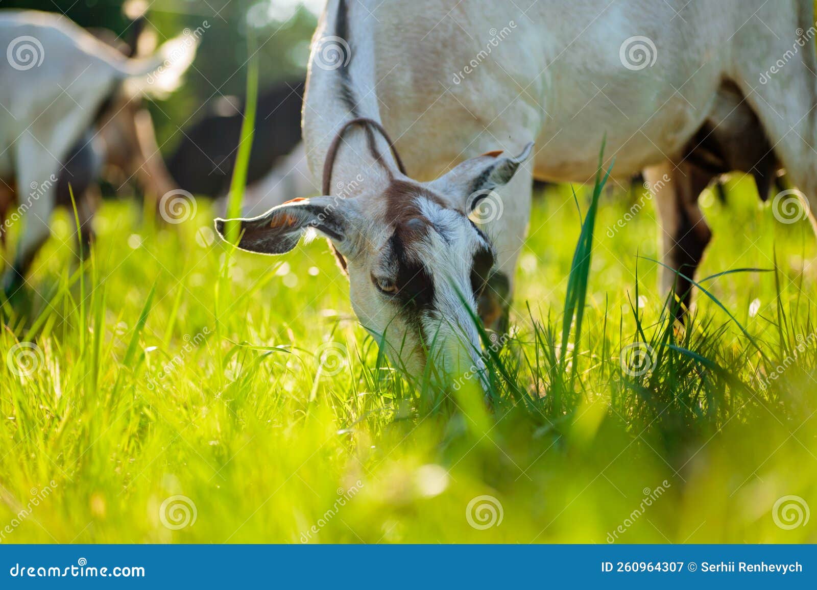 Goat on the pasture stock image. Image of meadow, speed - 260964307