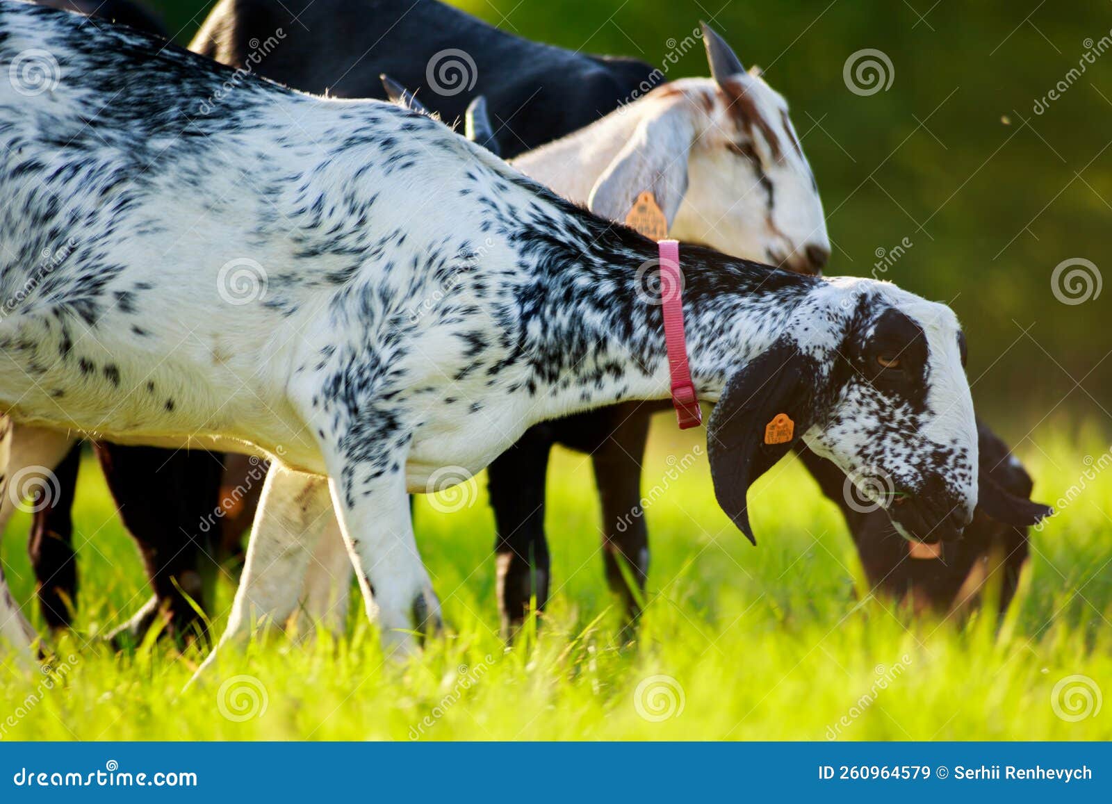Goat on the pasture stock image. Image of landscape - 260964579