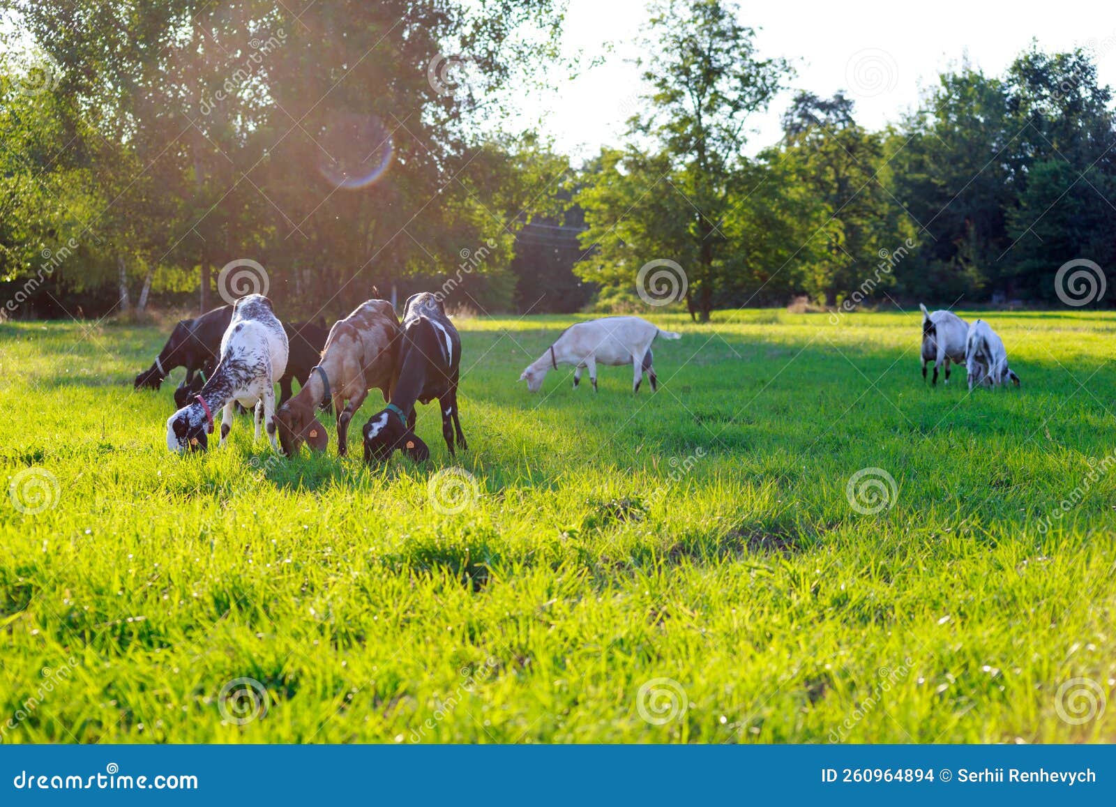 Goat on the pasture stock photo. Image of landscape - 260964894
