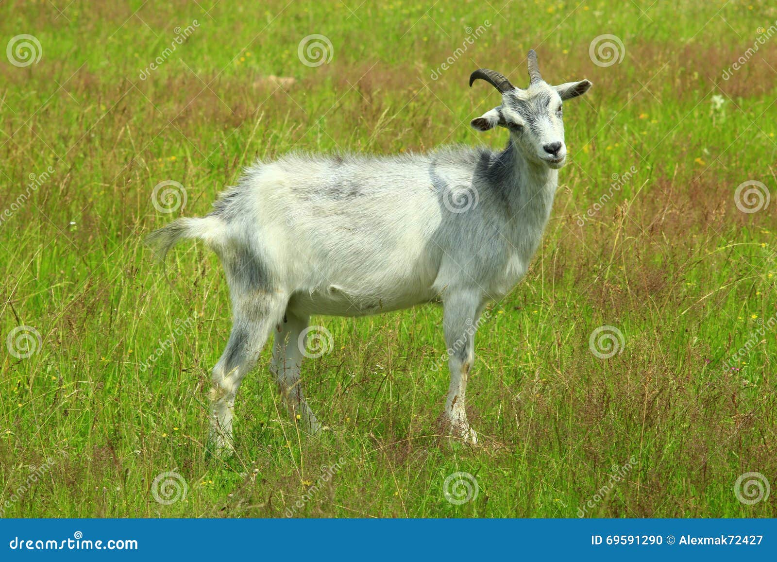 Goat on the pasture stock photo. Image of animal, hoofed - 69591290