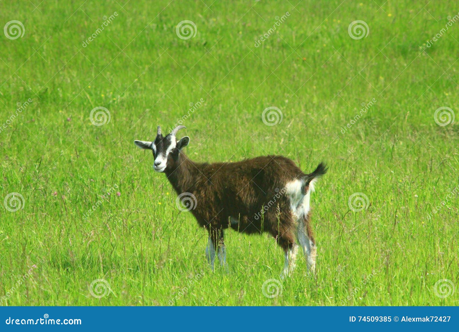 Goat on the pasture stock image. Image of graze, hair - 74509385