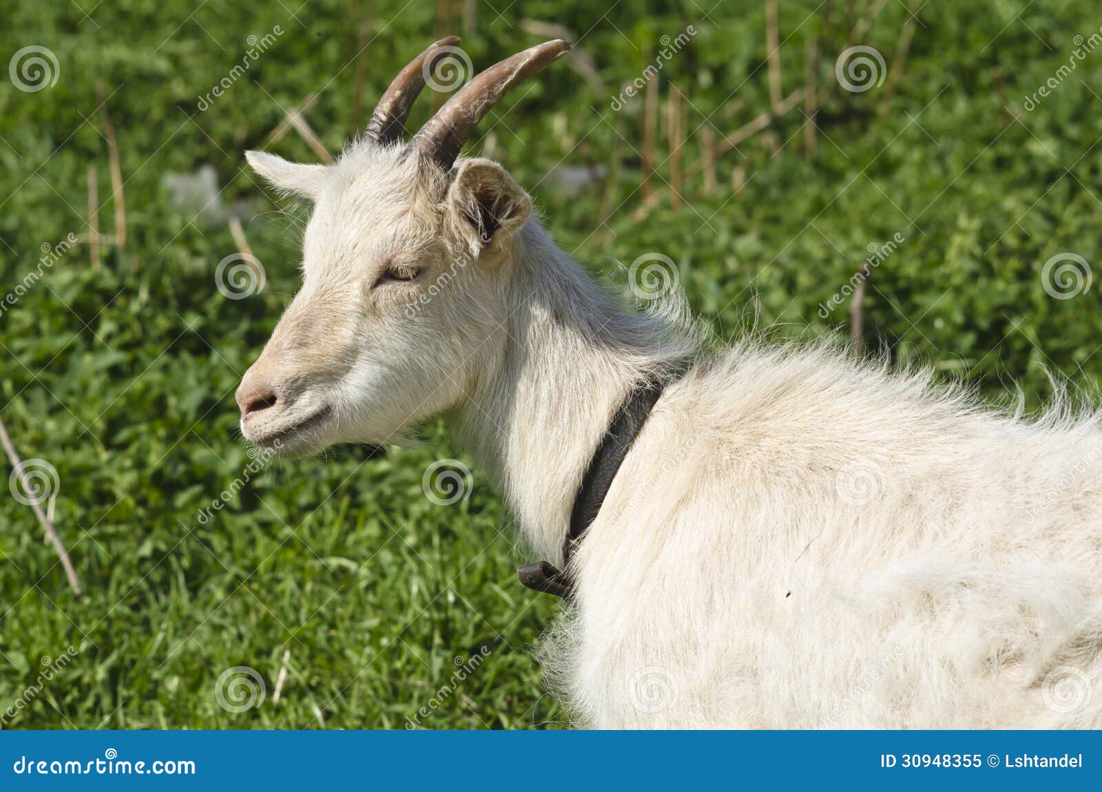 Goat in the pasture stock image. Image of nonurban, rural - 30948355