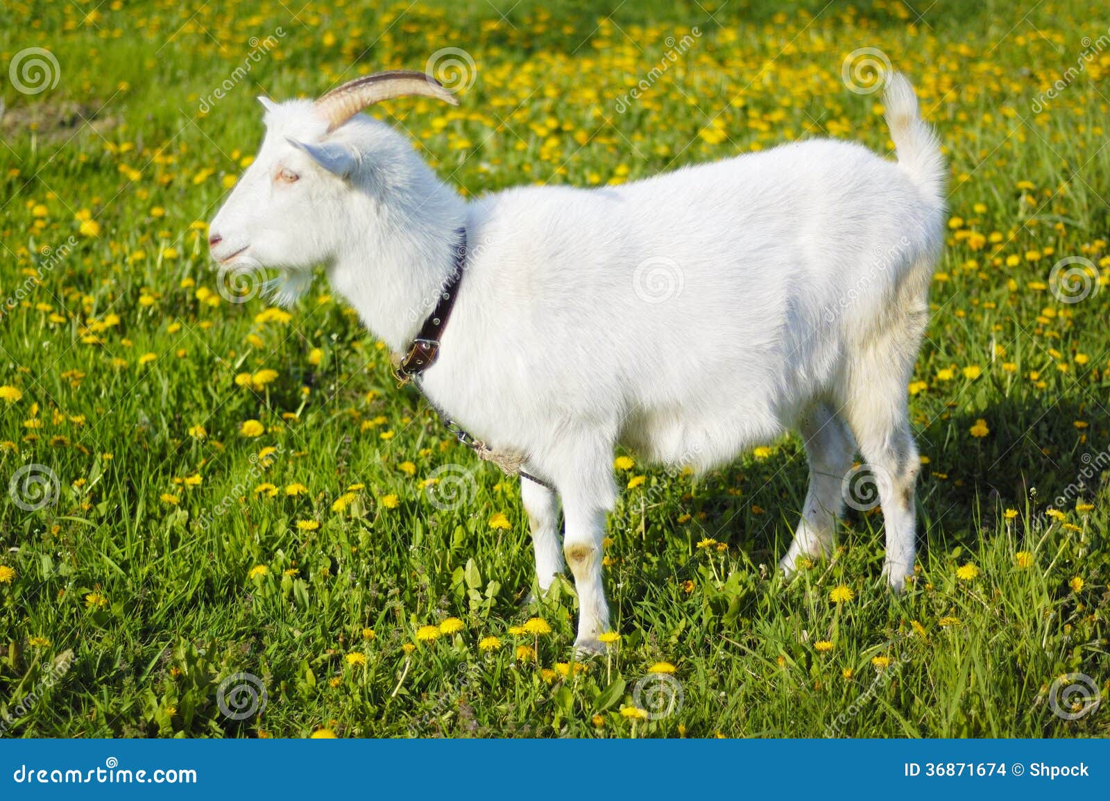 Goat in pasture stock photo. Image of pasture, side, nature - 36871674