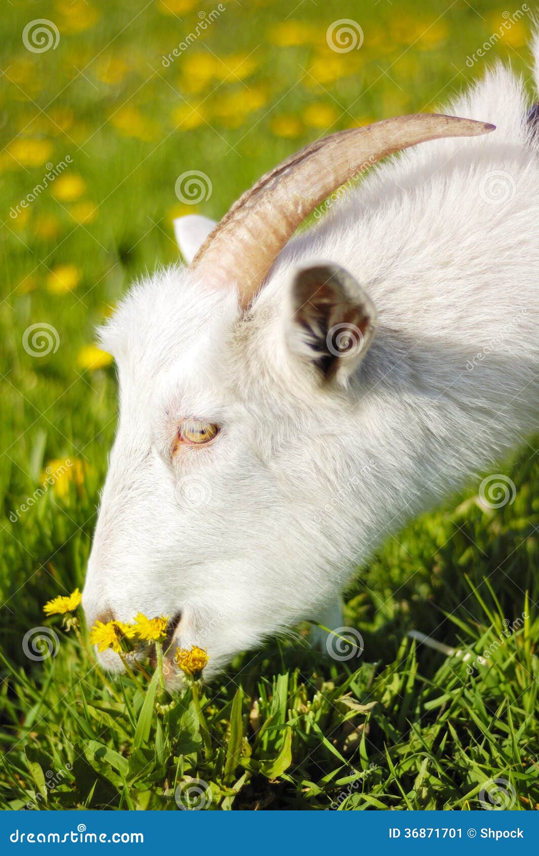 Goat in pasture stock image. Image of rural, grass, outdoor - 36871701