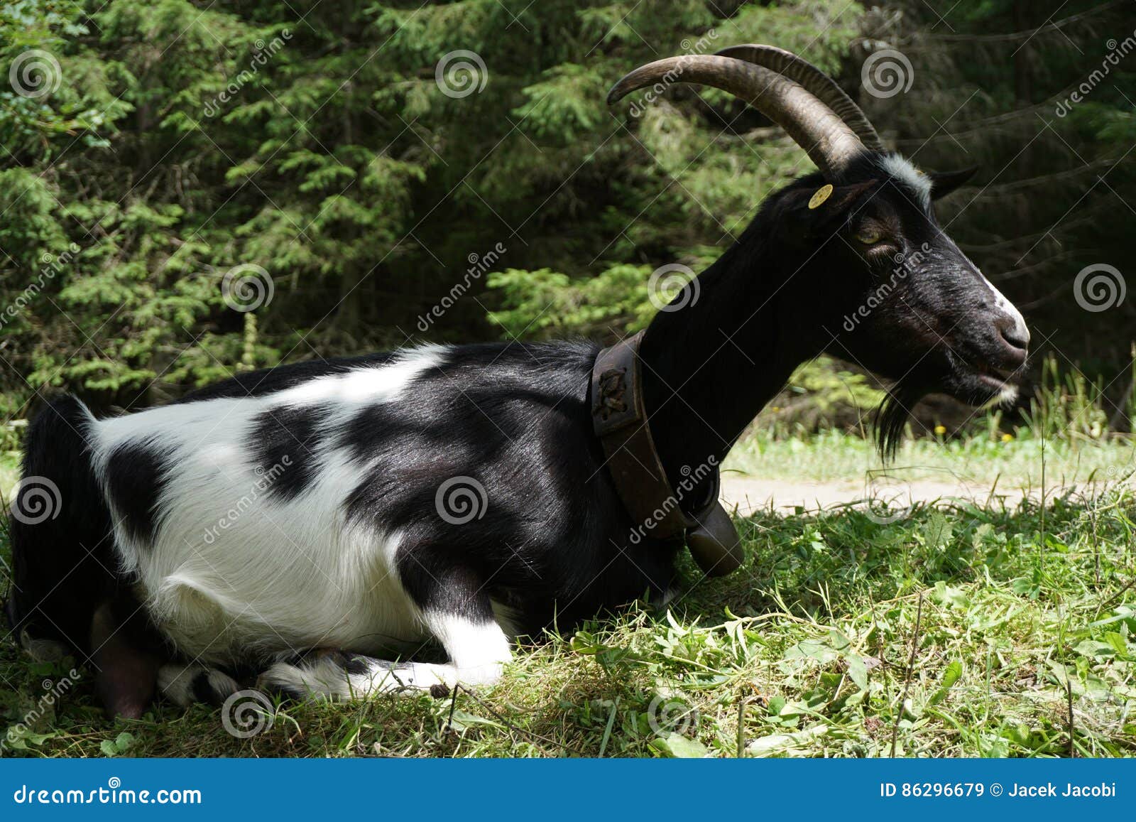 Goat on the pasture stock image. Image of portrait, animal - 86296679