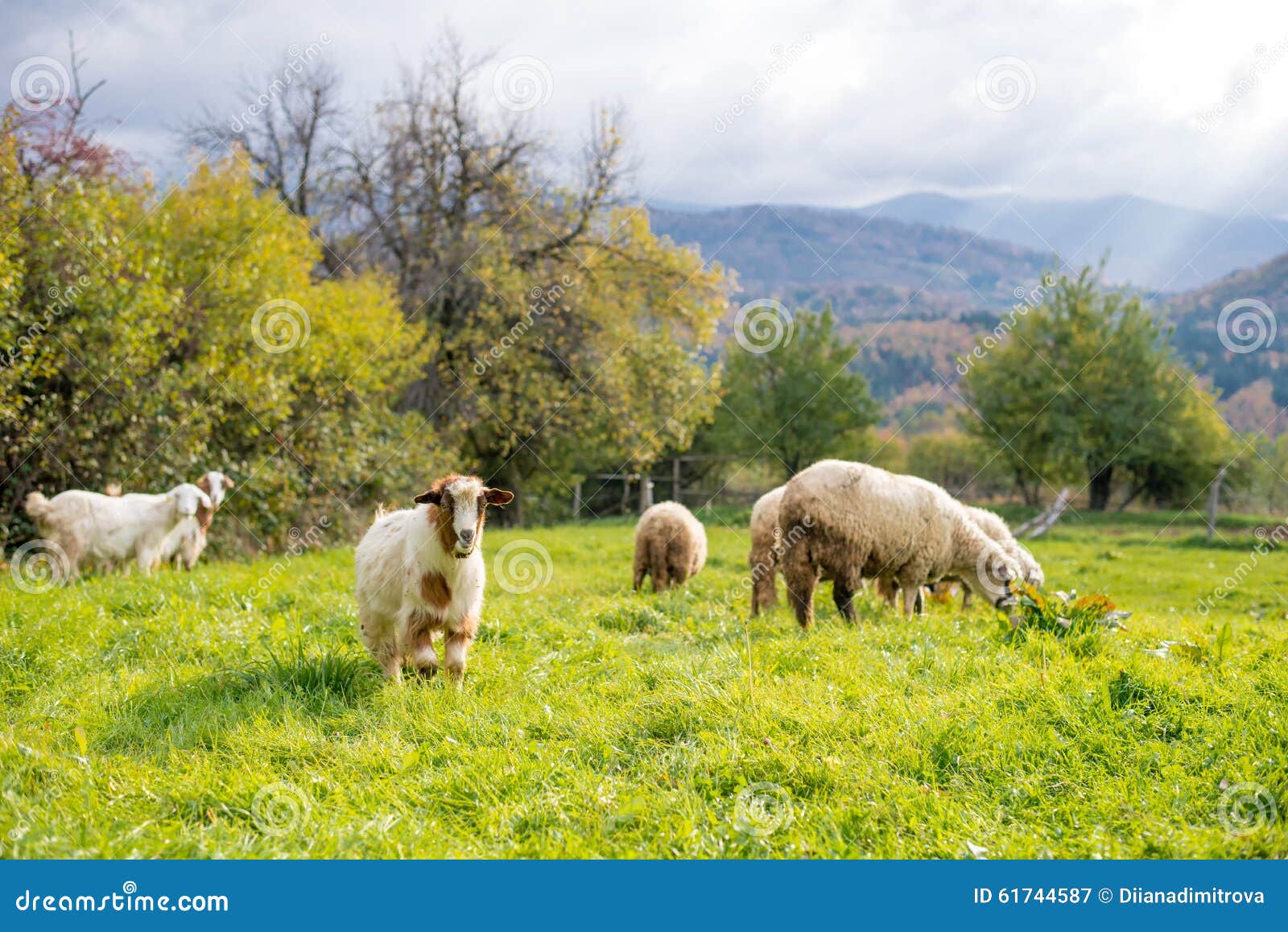 Goat on a Pasture - Selective Focus Over the Goat Stock Image - Image ...