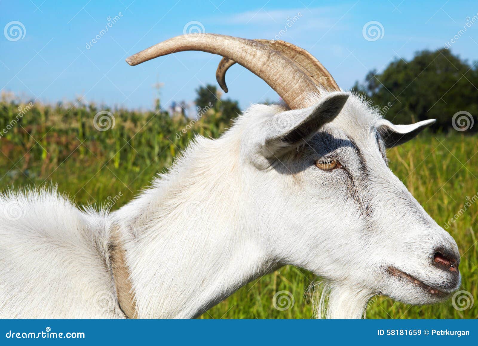Goat in pasture stock image. Image of rural, outdoor - 58181659