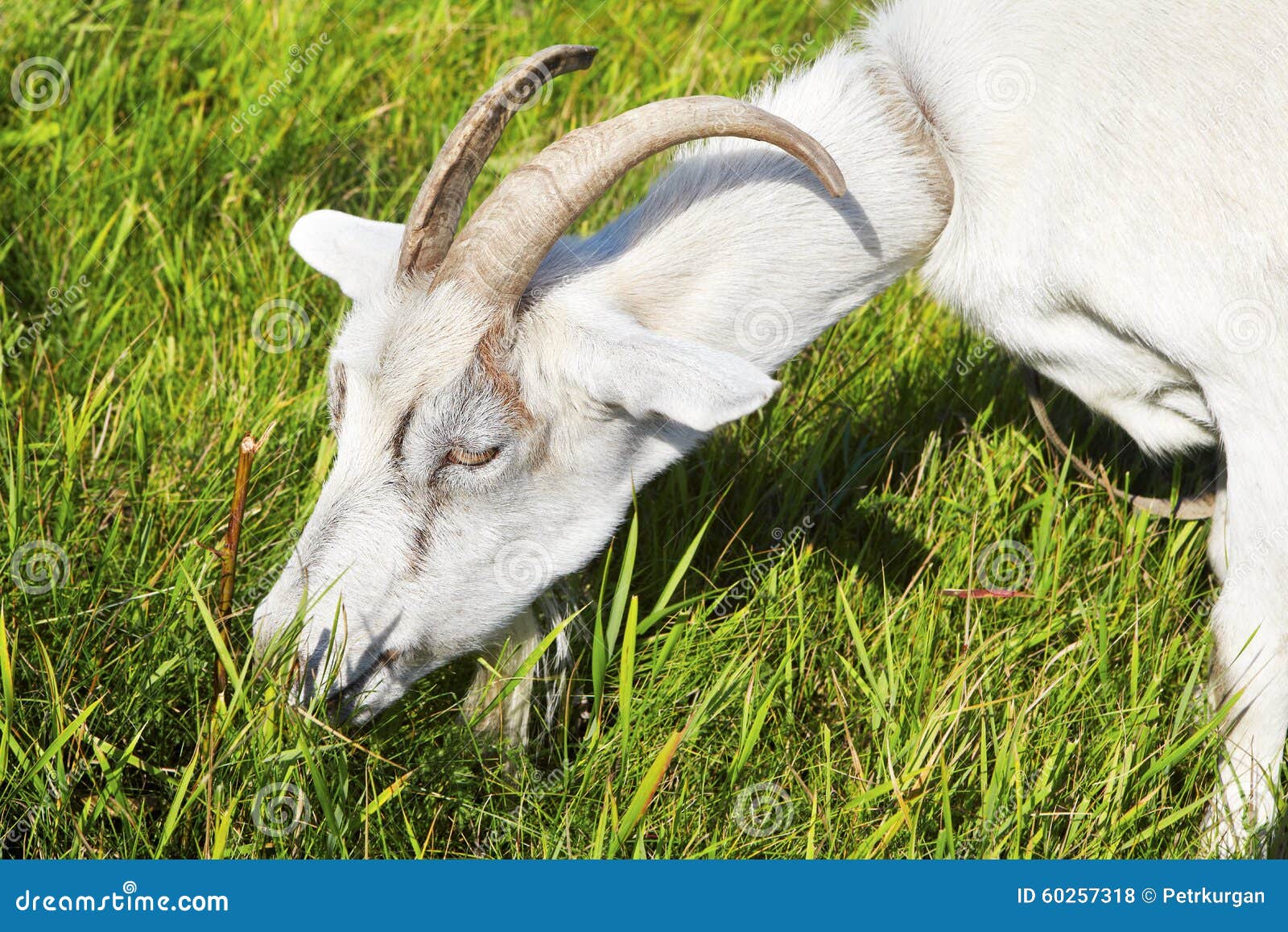 Goat in pasture stock photo. Image of view, goat, outdoor - 60257318