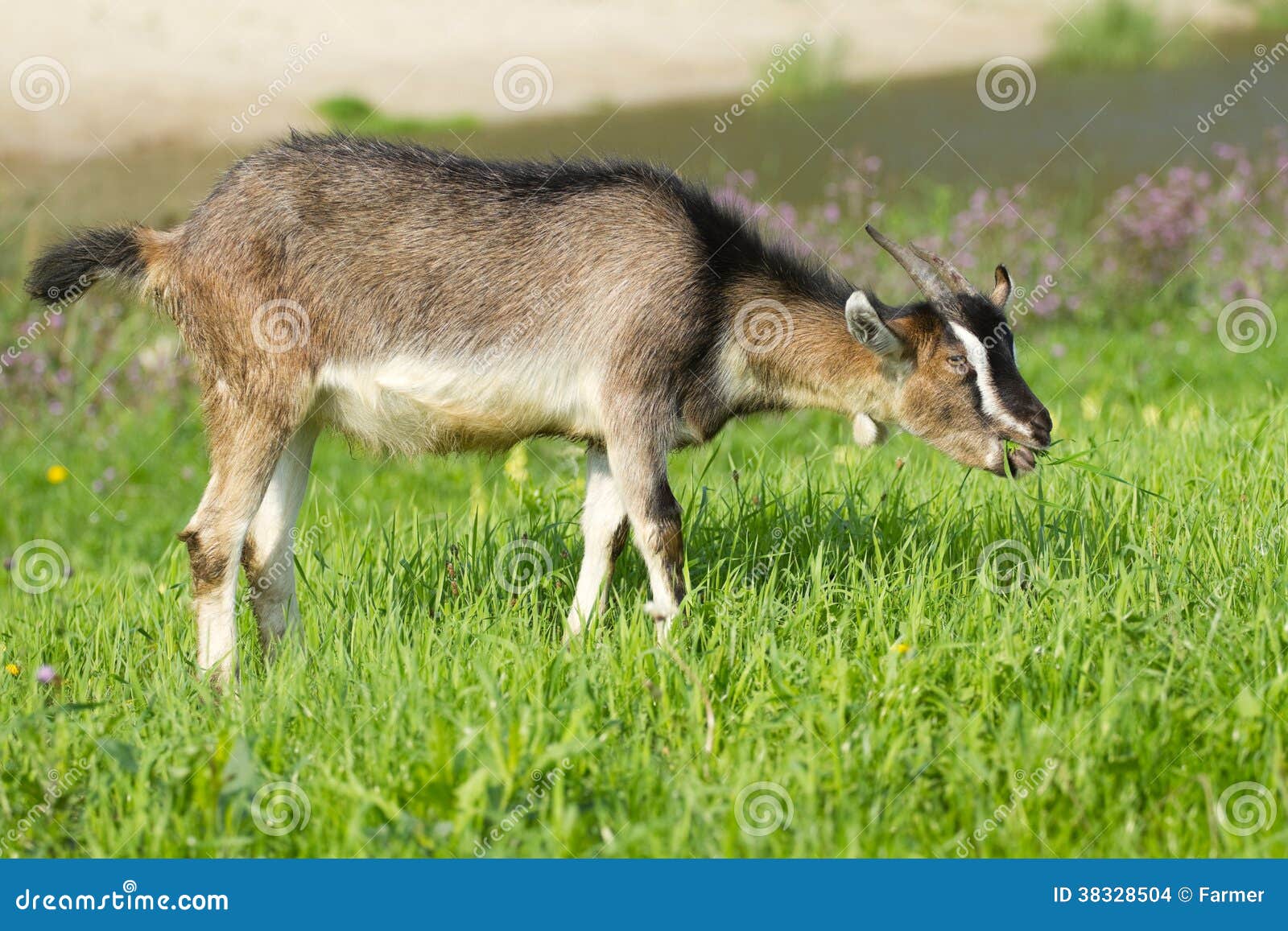 Goat pasture stock photo. Image of eating, countryside - 38328504