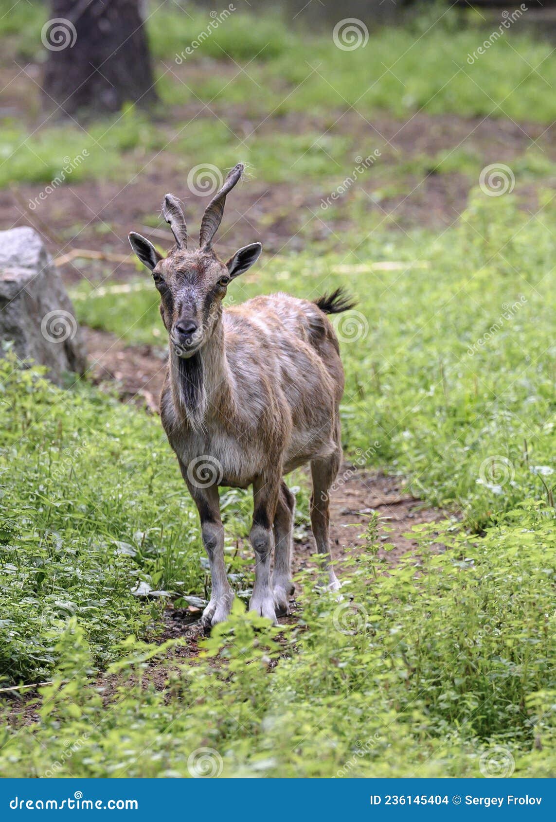A Goat on a Path in the Forest Stock Photo - Image of wild, animal ...