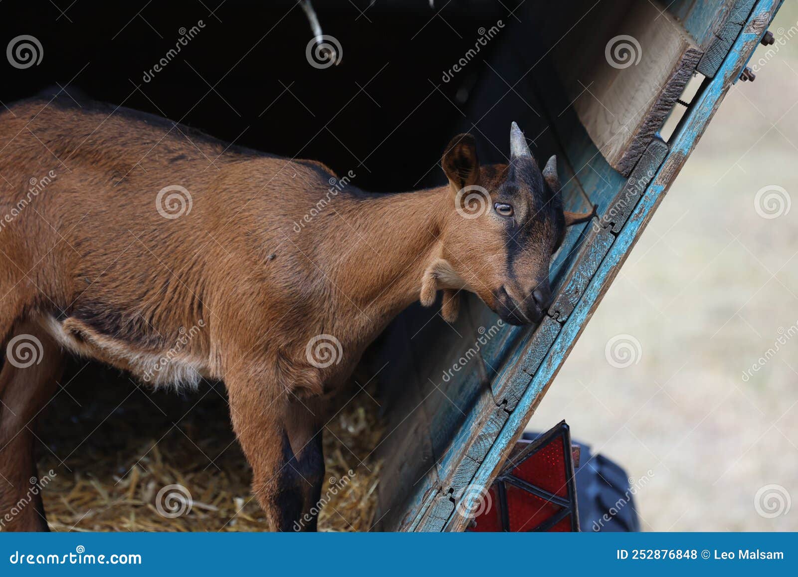 Goat on a peasant farm stock photo. Image of animal - 252876848