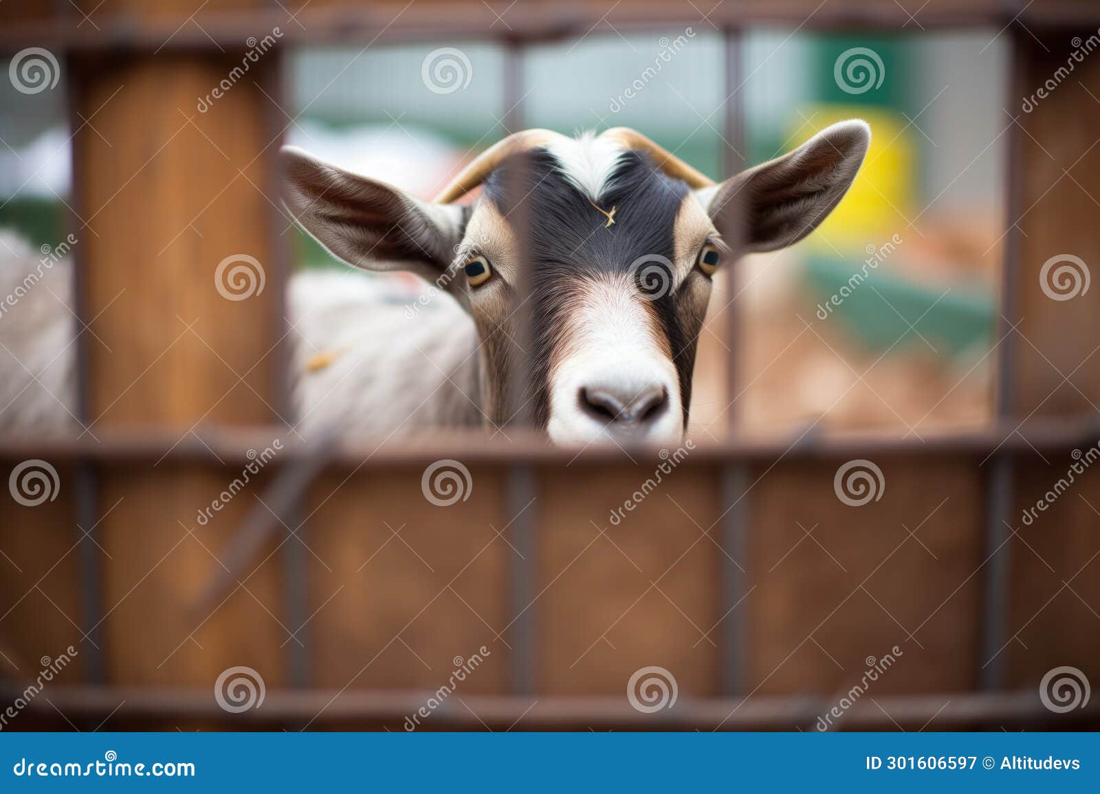 Goat Peeking through Farm Gate Bars Stock Image - Image of goat ...