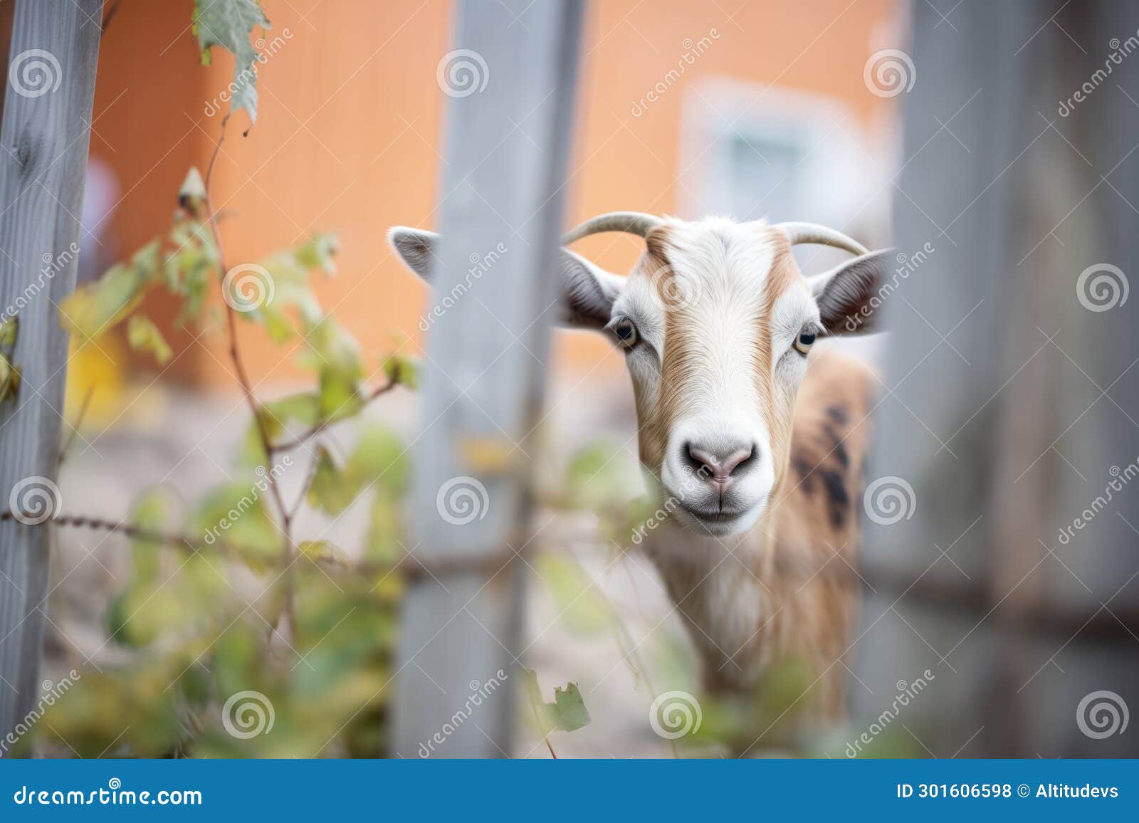 Goat Peeking through Farm Gate Bars Stock Photo - Image of fencing ...