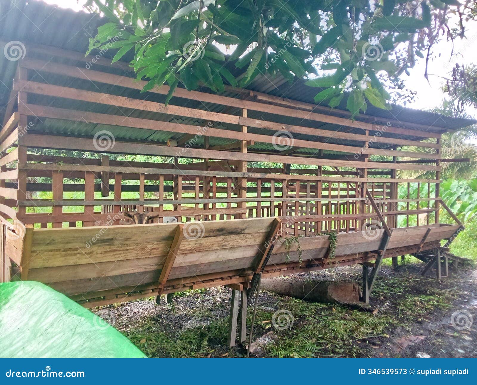 Goat pen stock image. Image of cottage, yard, plant - 346539573