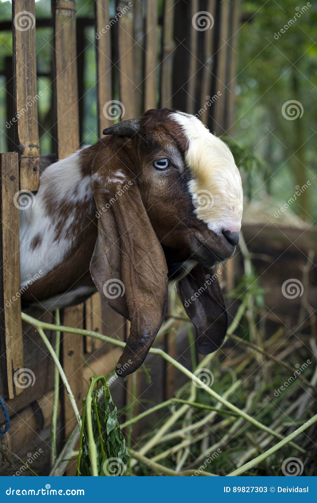 Goat in pen stock image. Image of meat, feeding, farm - 89827303