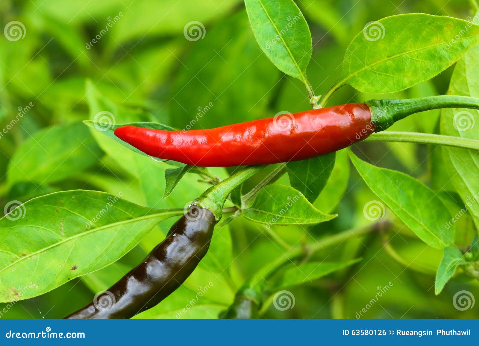 Goat pepper stock photo. Image of chilies, background - 63580126
