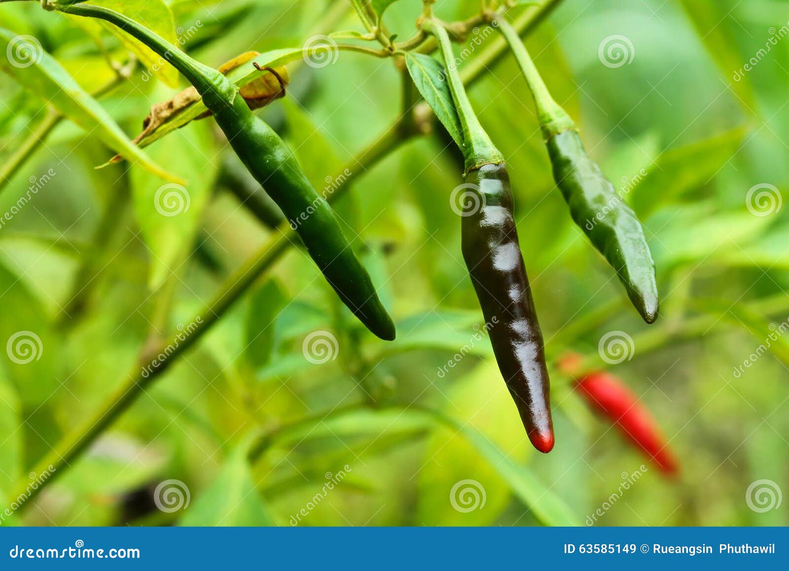 Goat pepper stock image. Image of drop, healthy, color - 63585149