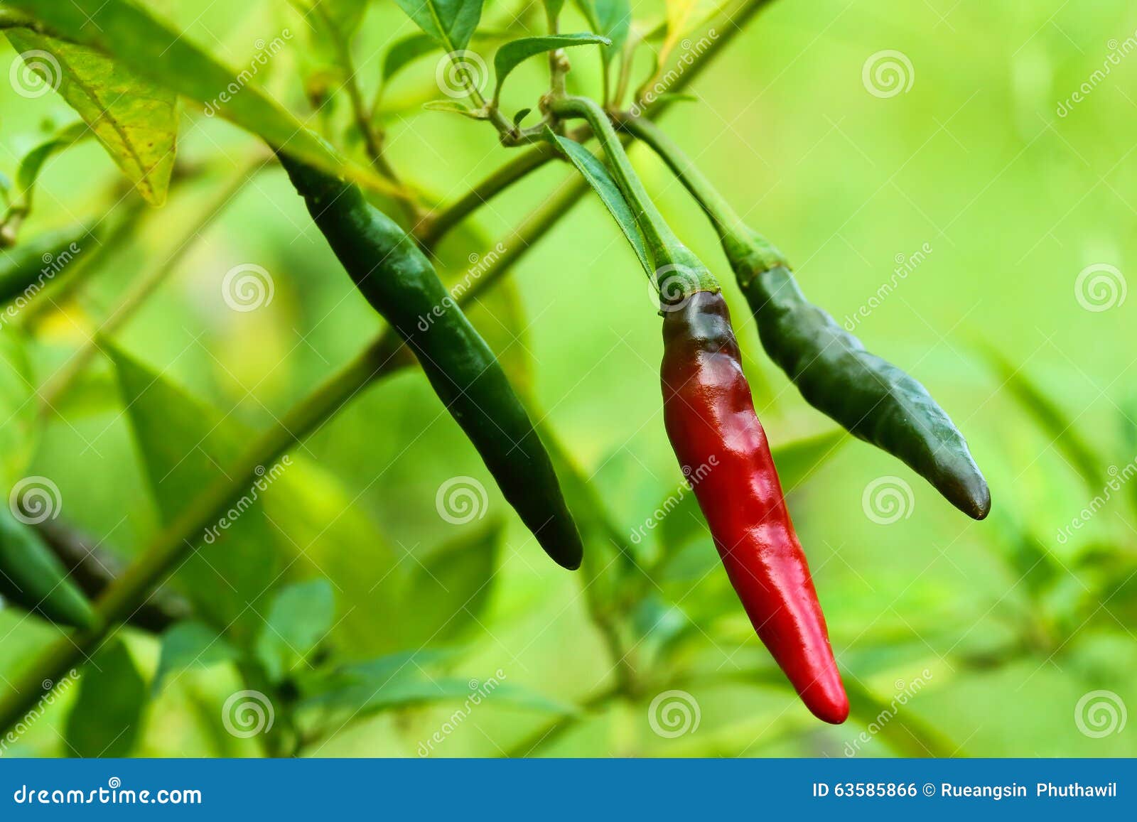 Goat pepper stock photo. Image of chilly, chili, organic - 63585866