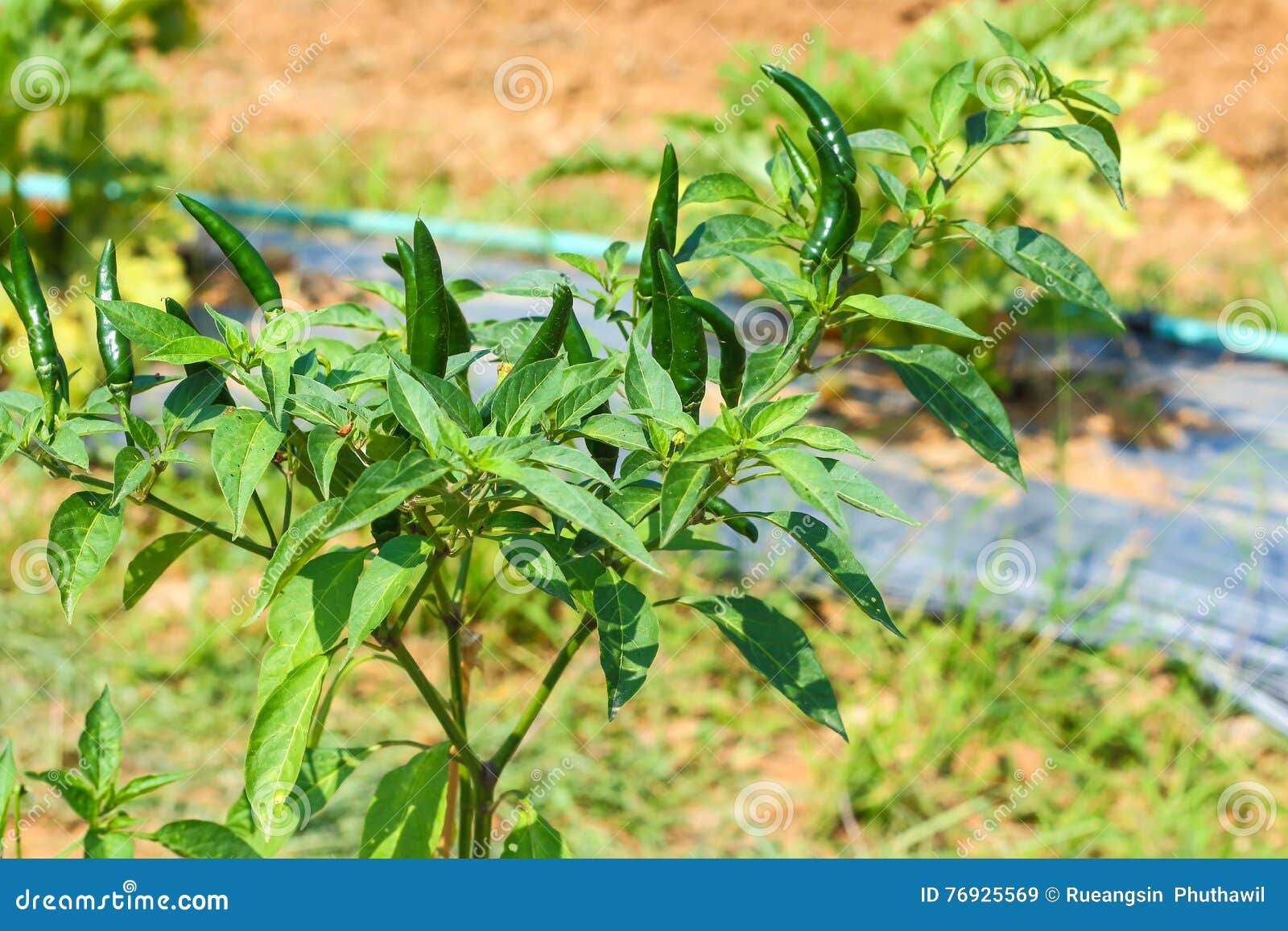 Goat pepper stock image. Image of fresh, nature, leaves - 76925569