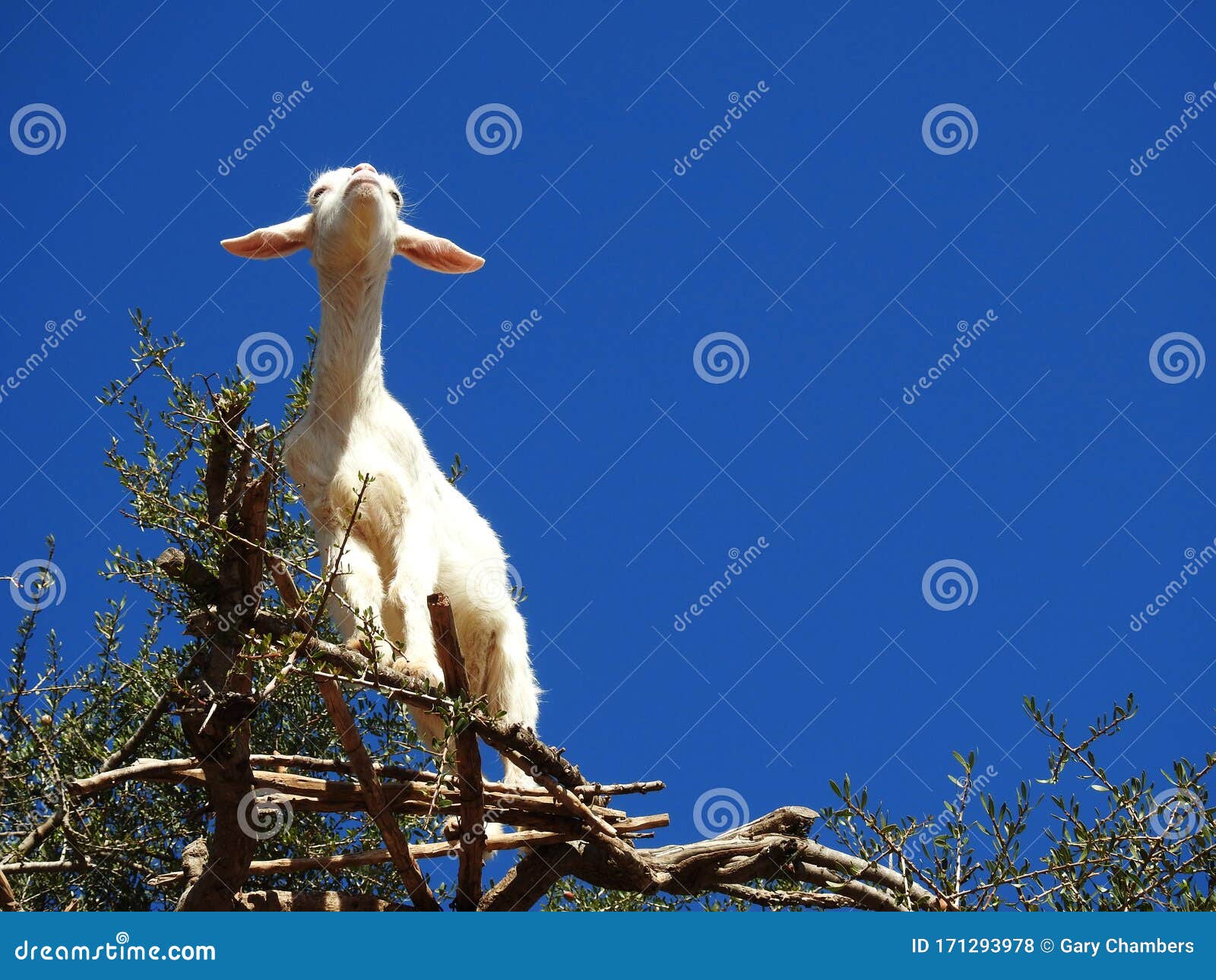 A Goat Perched in a Tree in Marrakesh Stock Photo - Image of marrakesh ...