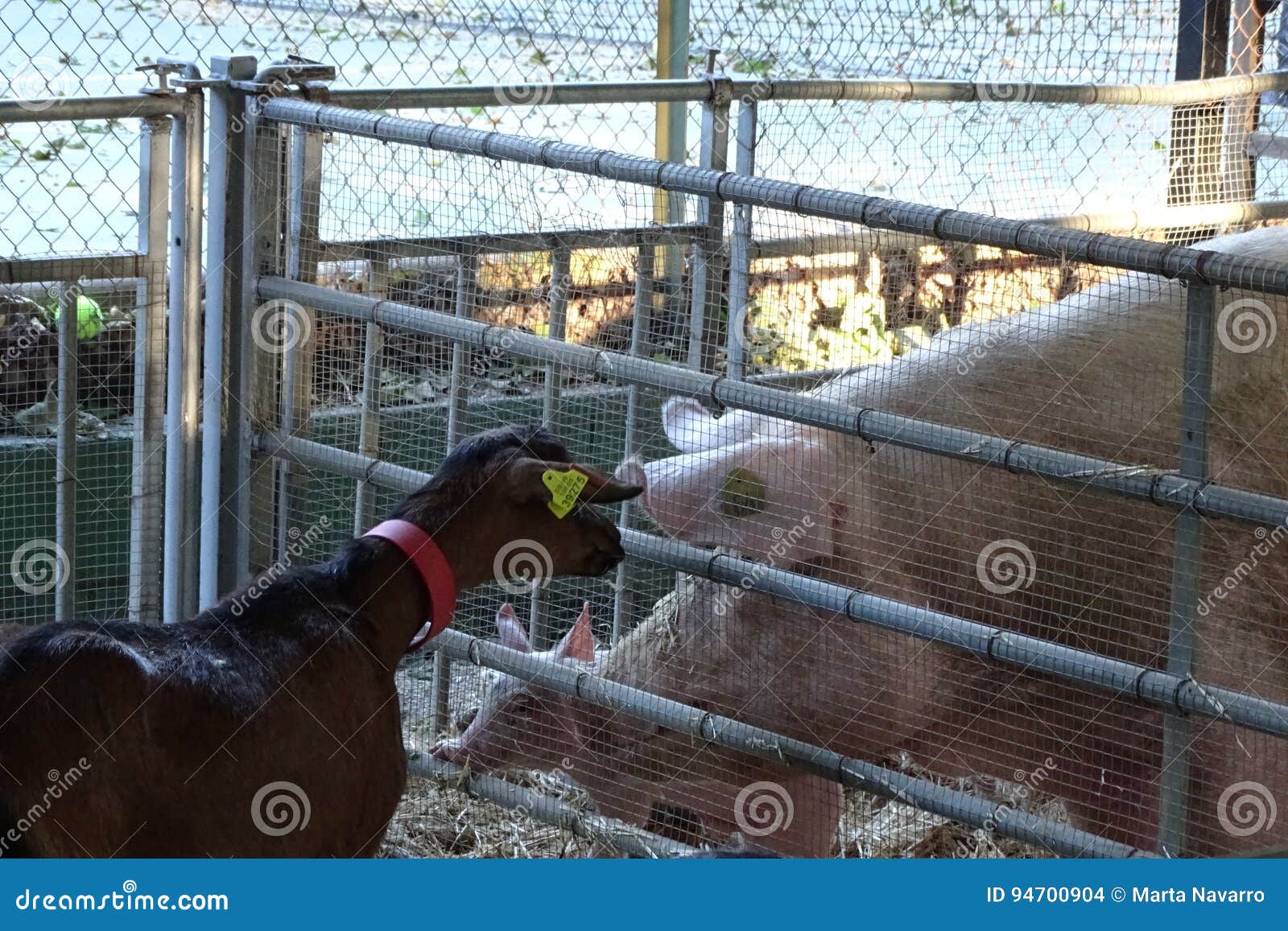 Goat and Pig Closed in a Farm Stock Photo - Image of food, goat: 94700904