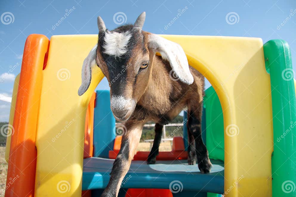 Goat on Play Structure stock image. Image of playful, kinder - 5286571