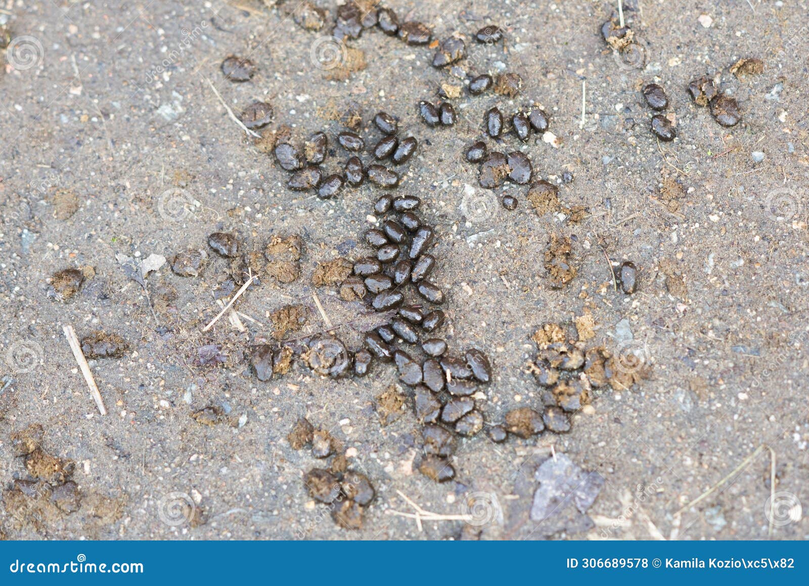 Goat Poop Lying on the Sidewalk Stock Photo - Image of ground ...