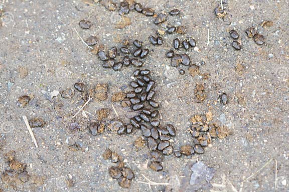 Goat Poop Lying on the Sidewalk Stock Photo - Image of ground ...