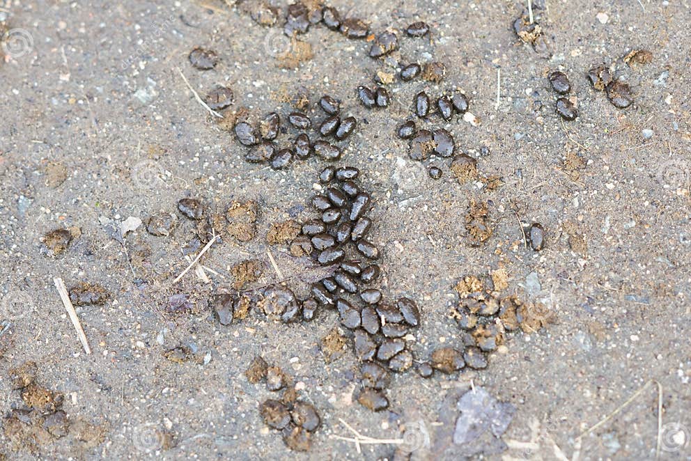 Goat Poop Lying on the Sidewalk Stock Photo - Image of ground ...
