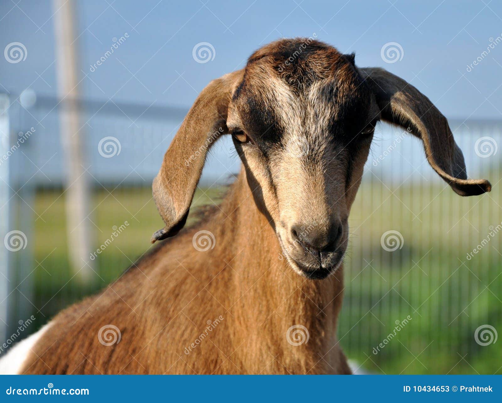 Goat portrait stock image. Image of agriculture, ears - 10434653