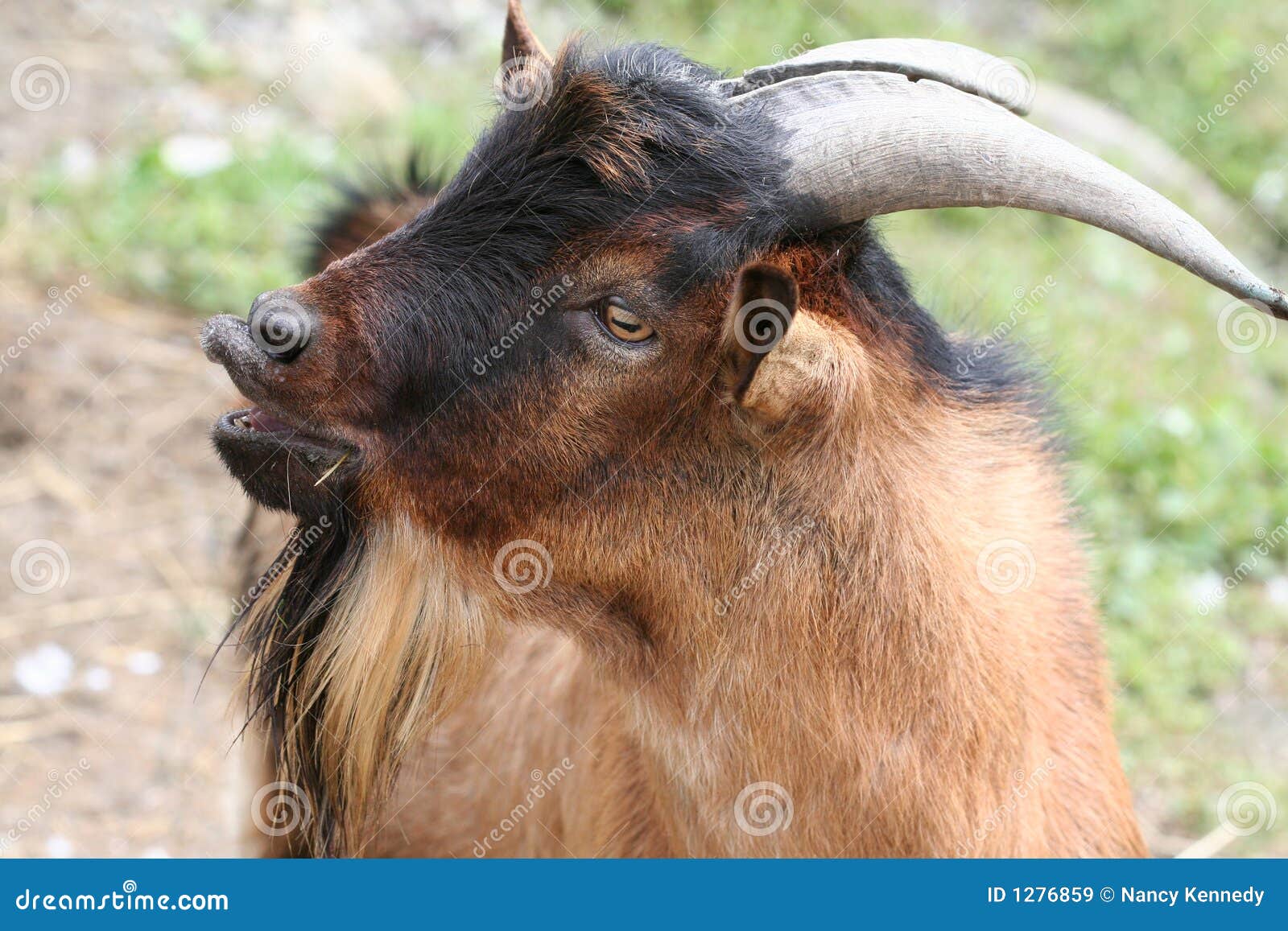 Goat Portrait stock image. Image of milk, nannies, ranch - 1276859