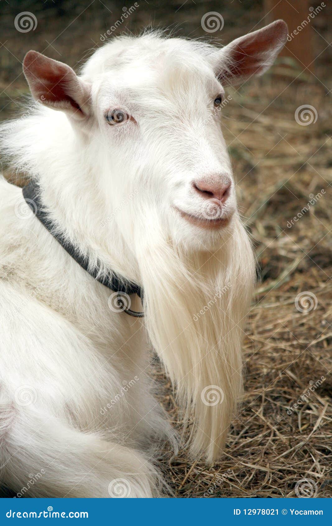 Goat. Portrait Of A Goat On A Farm In The Village. Beautiful Goats ...