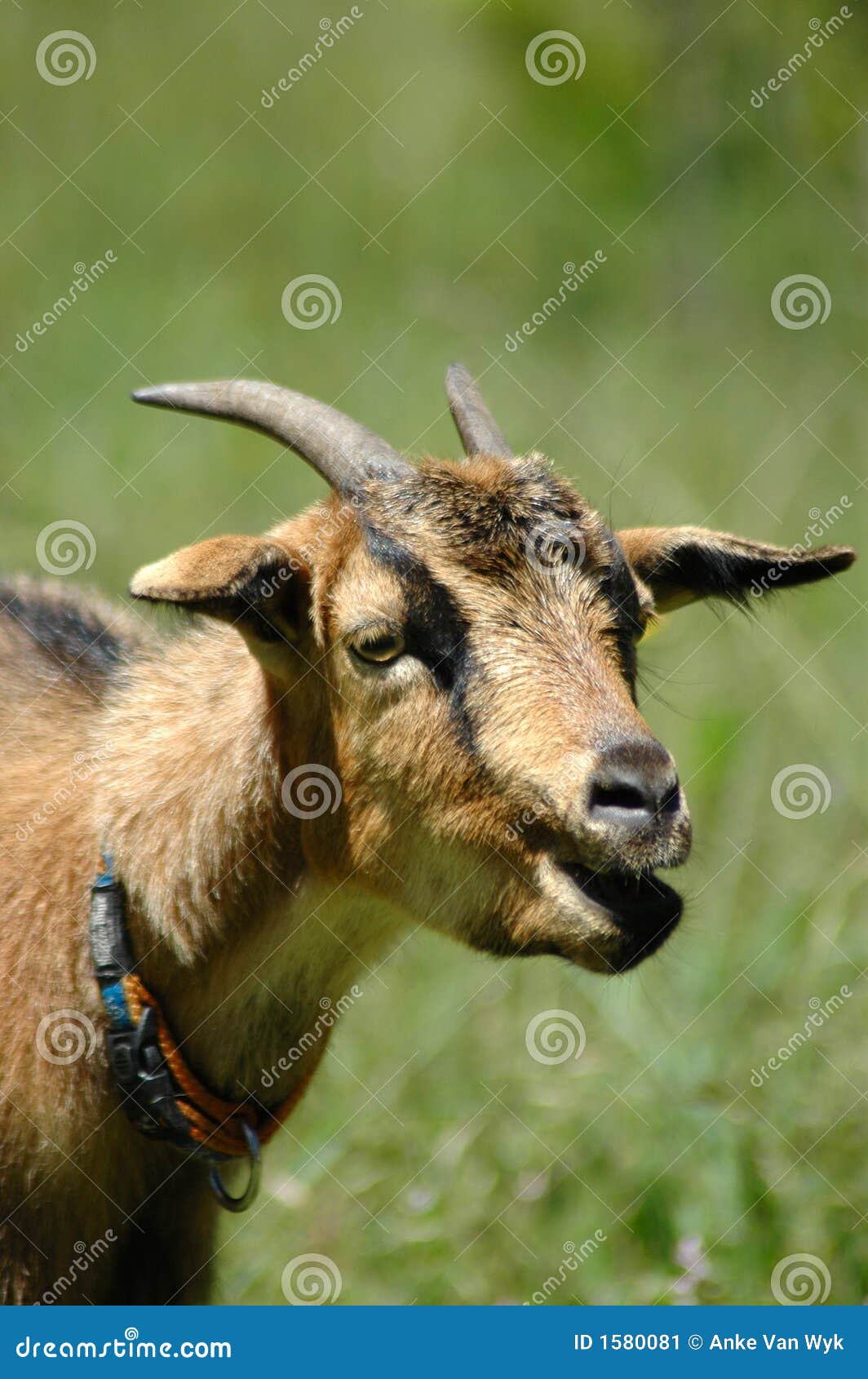 Goat portrait stock image. Image of agriculture, gazing - 1580081