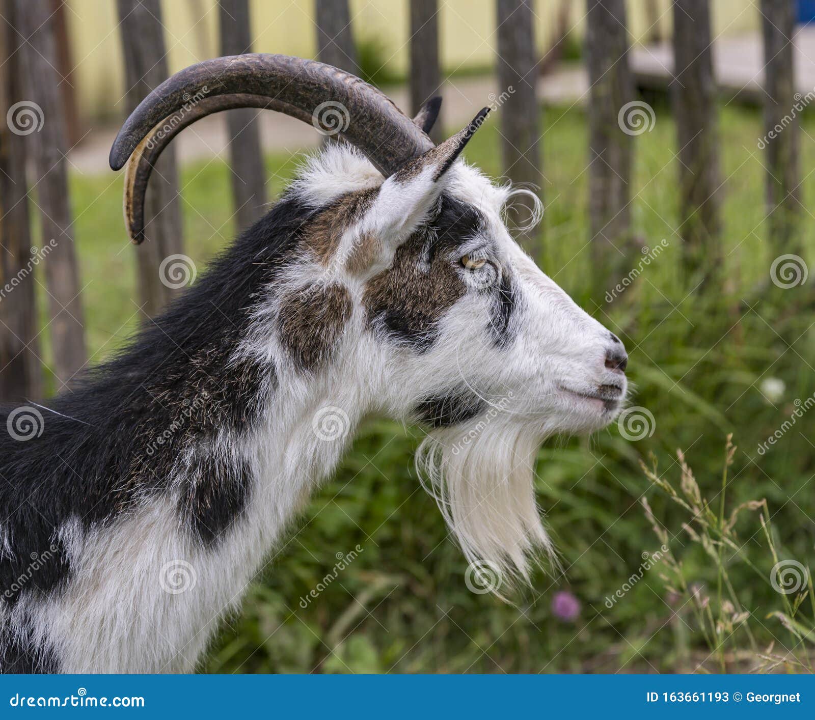 Goat portrait stock image. Image of heterogeneous, beautiful - 163661193