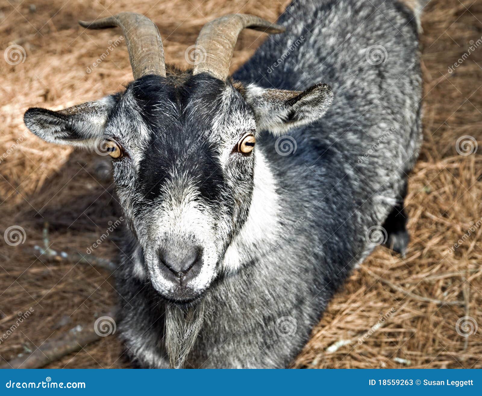 Goat Portrait stock image. Image of farming, goat, pasture - 18559263
