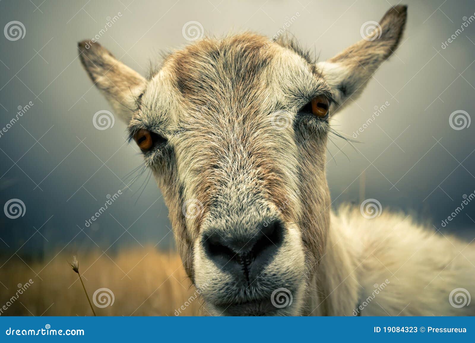 Goat portrait stock image. Image of camera, female, summer - 19084323