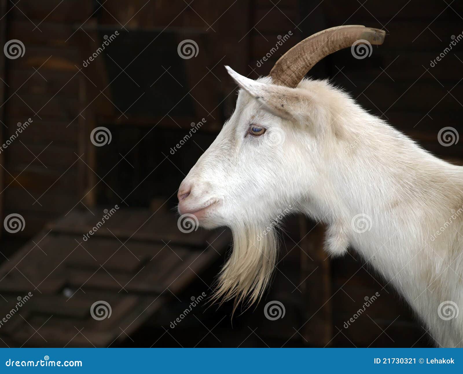 Goat portrait stock image. Image of nanny, close, animal - 21730321