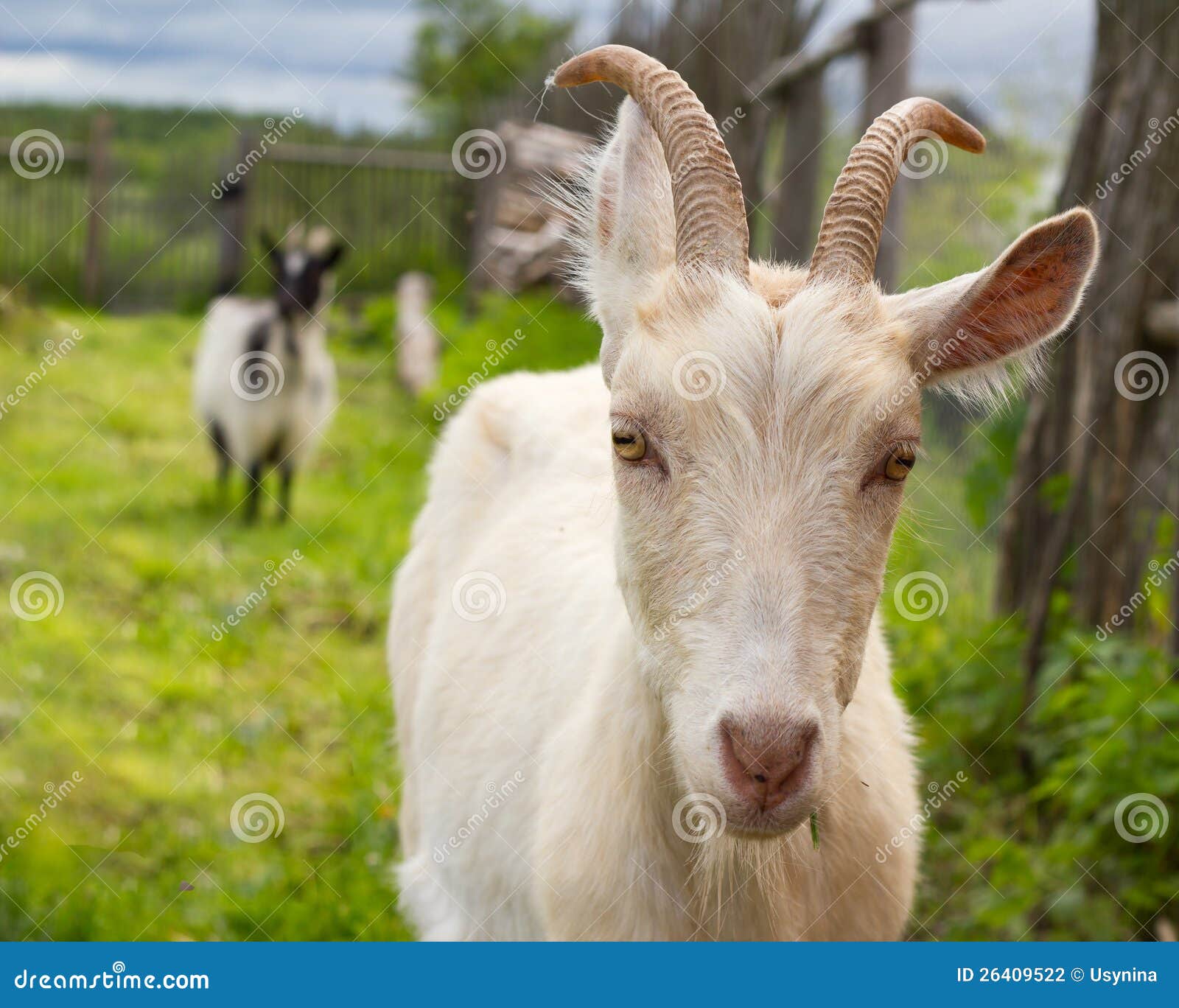 Goat. portrait stock photo. Image of looking, blue, antler - 26409522