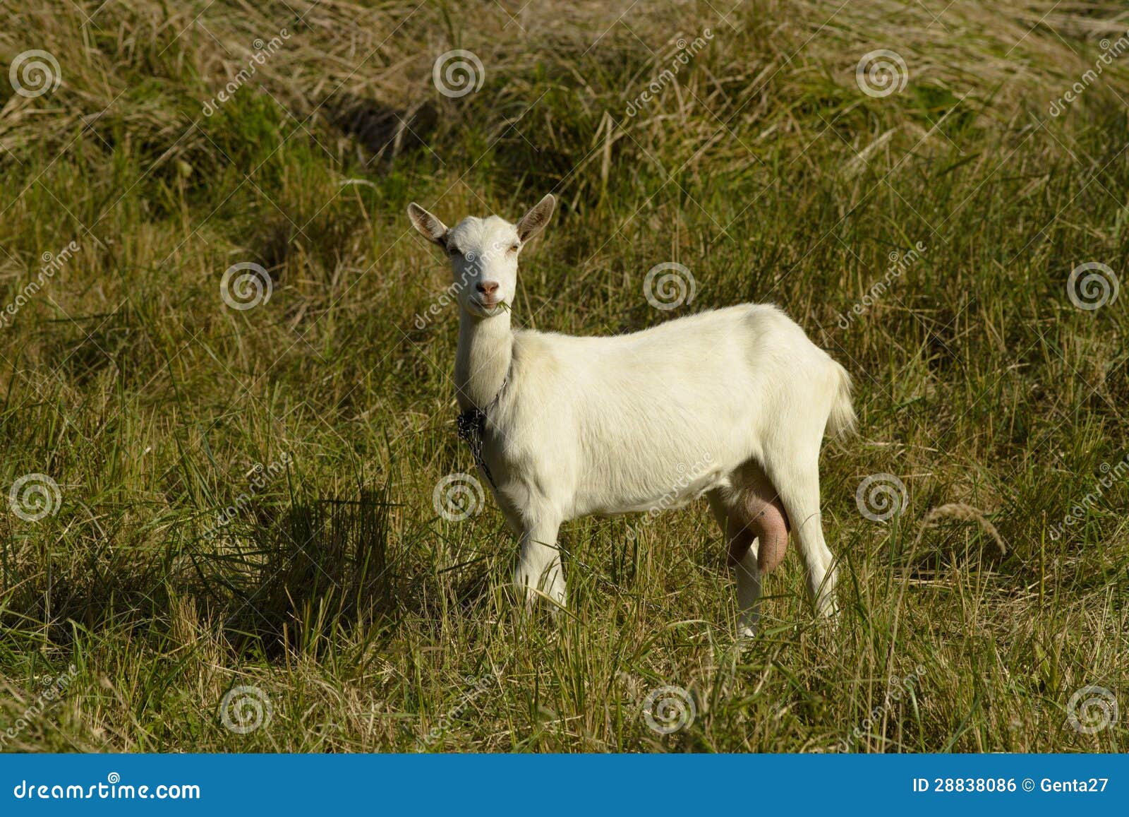 Goat portrait stock photo. Image of countryside, grass - 28838086