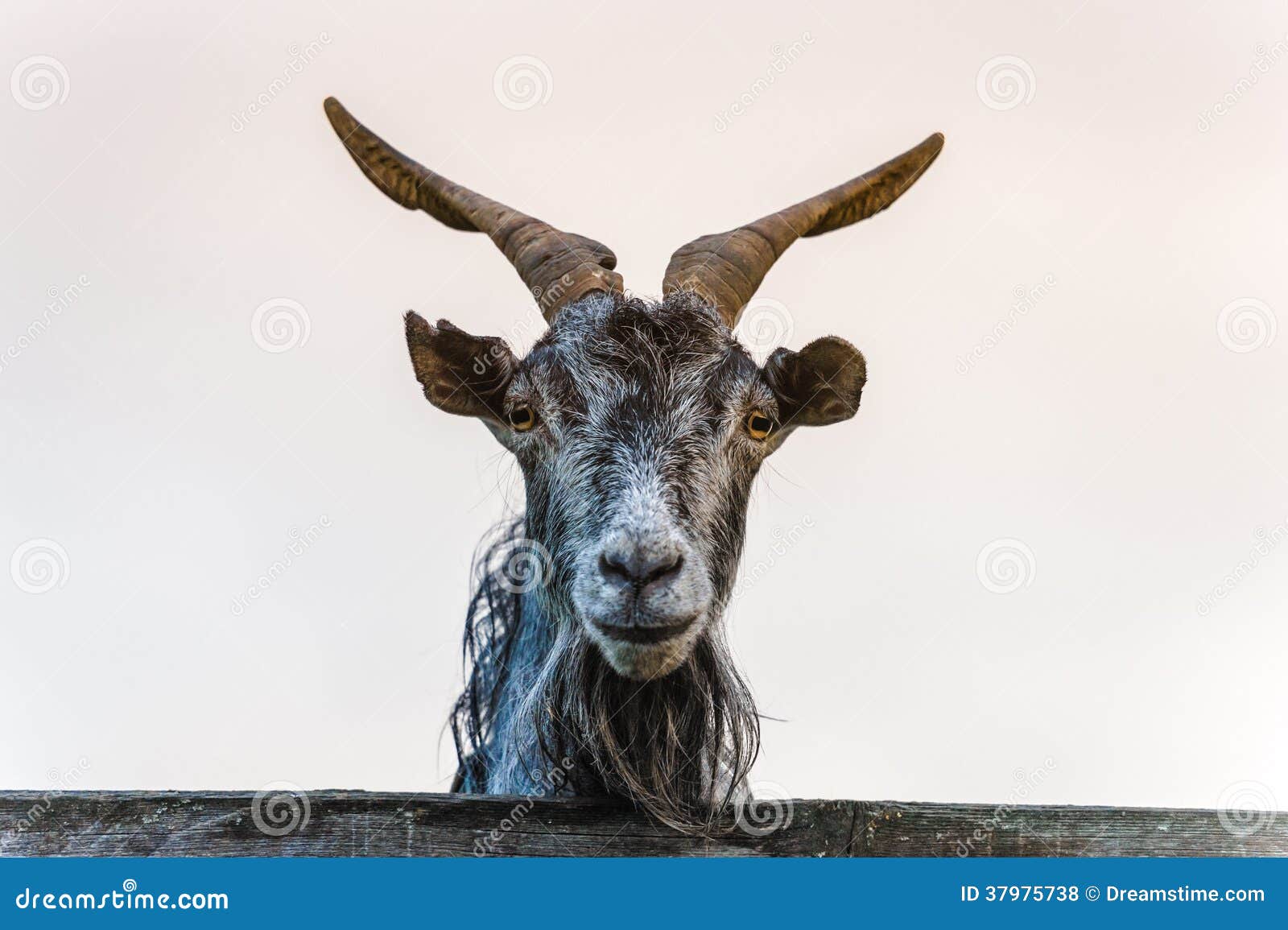 Goat portrait stock photo. Image of portrait, looking - 37975738