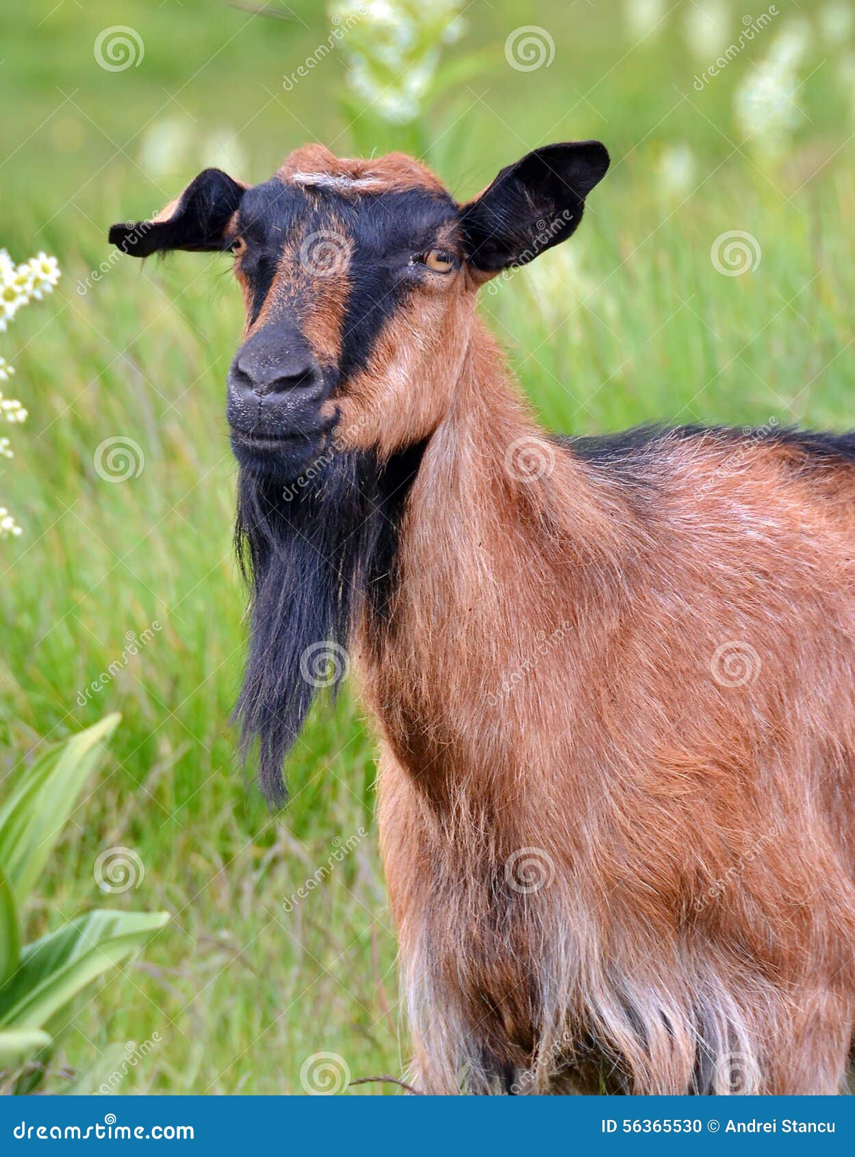 Goat portrait stock photo. Image of food, grass, farming - 56365530