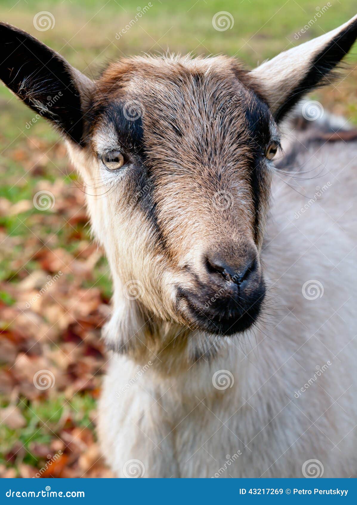 Goat portrait stock image. Image of leaves, hair, livestock - 43217269