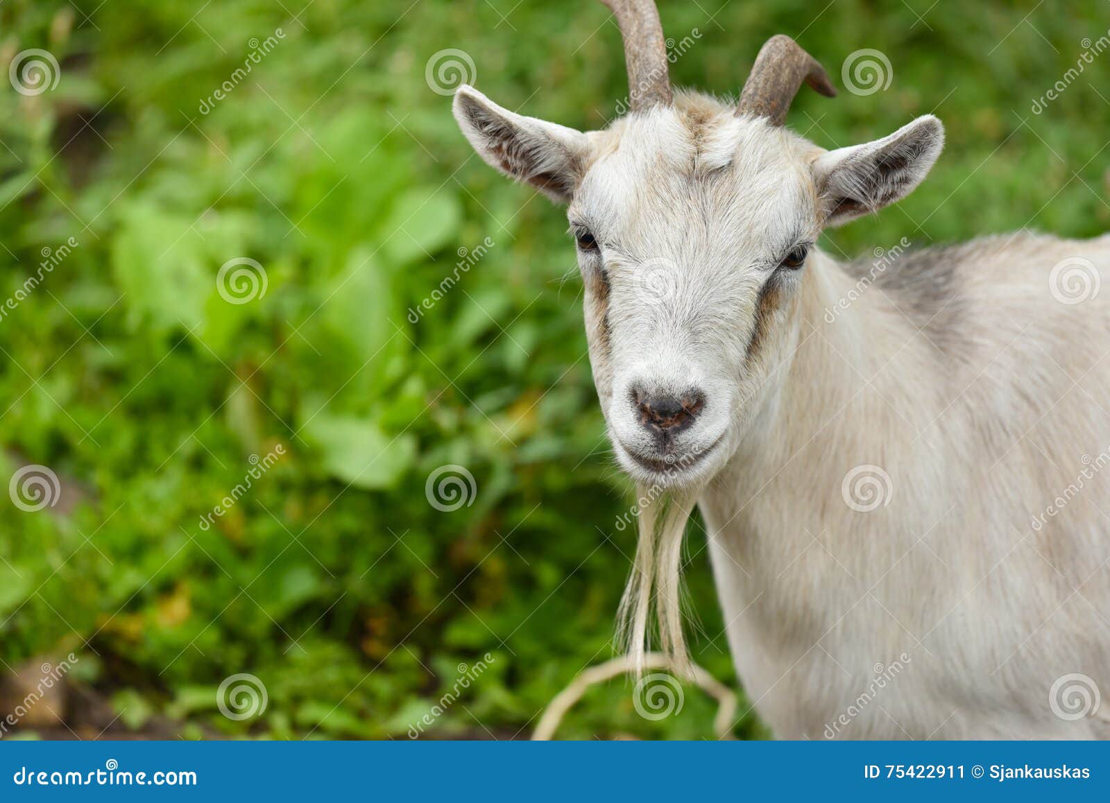 Goat portrait stock image. Image of cute, animal, pasture - 75422911