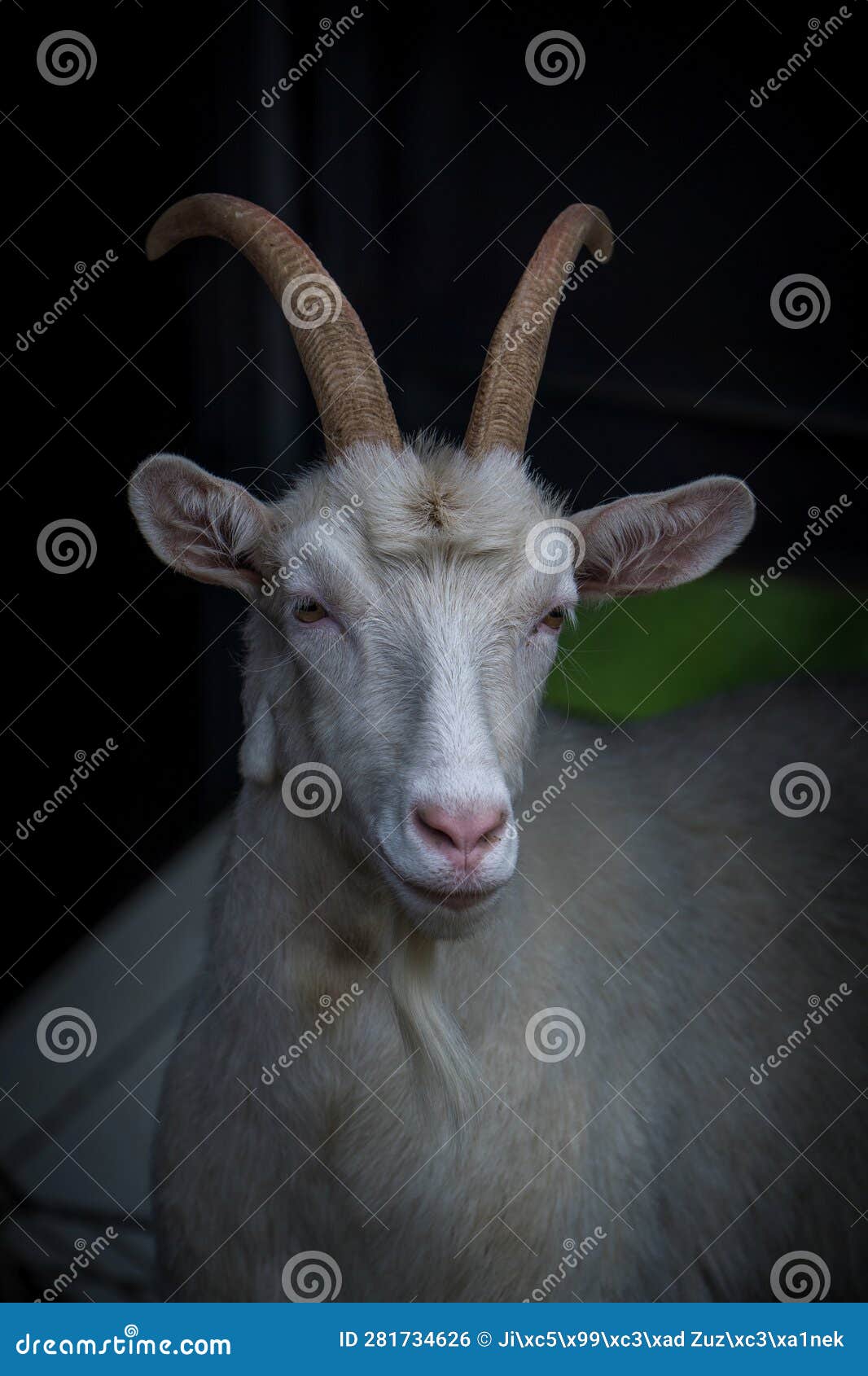 Goat portrait on the farm stock photo. Image of outdoors - 281734626