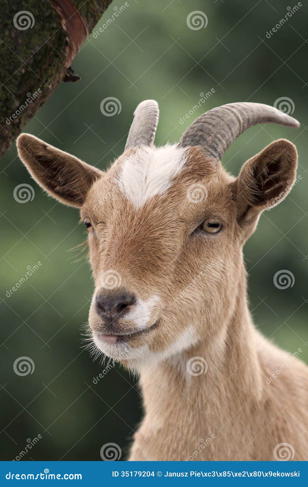 Goat stock photo. Image of yellow, background, nature - 35179204