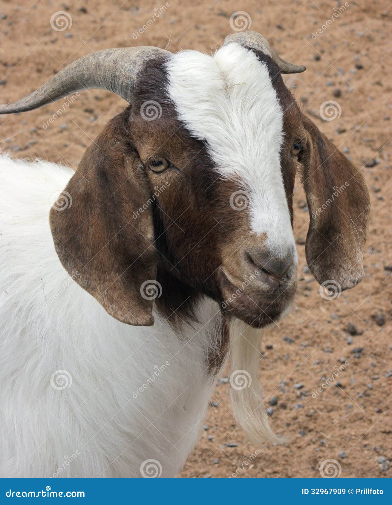 Goat portrait stock image. Image of farming, husbandry - 32967909