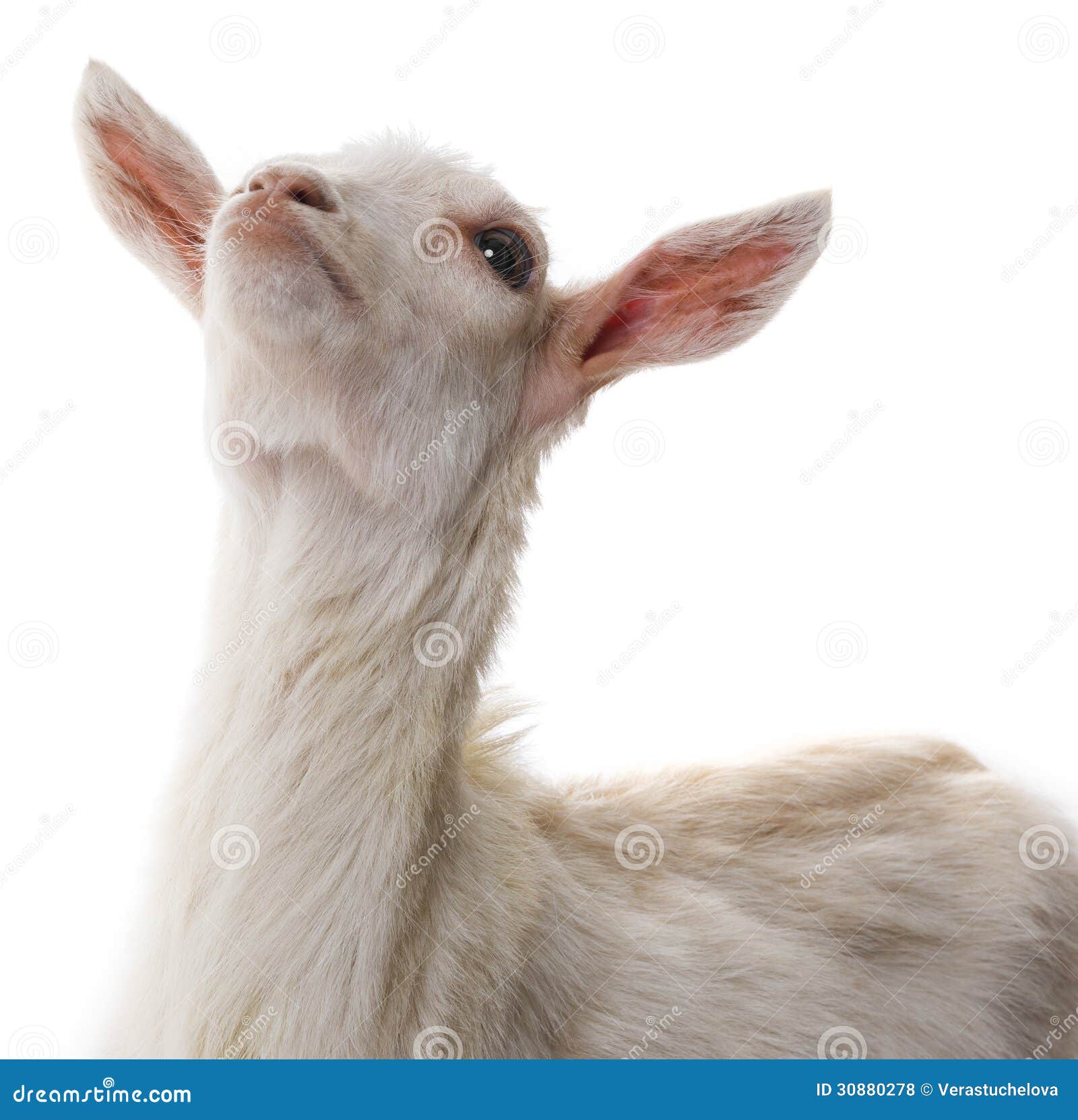 Goat - portrait stock photo. Image of isolated, easter - 30880278
