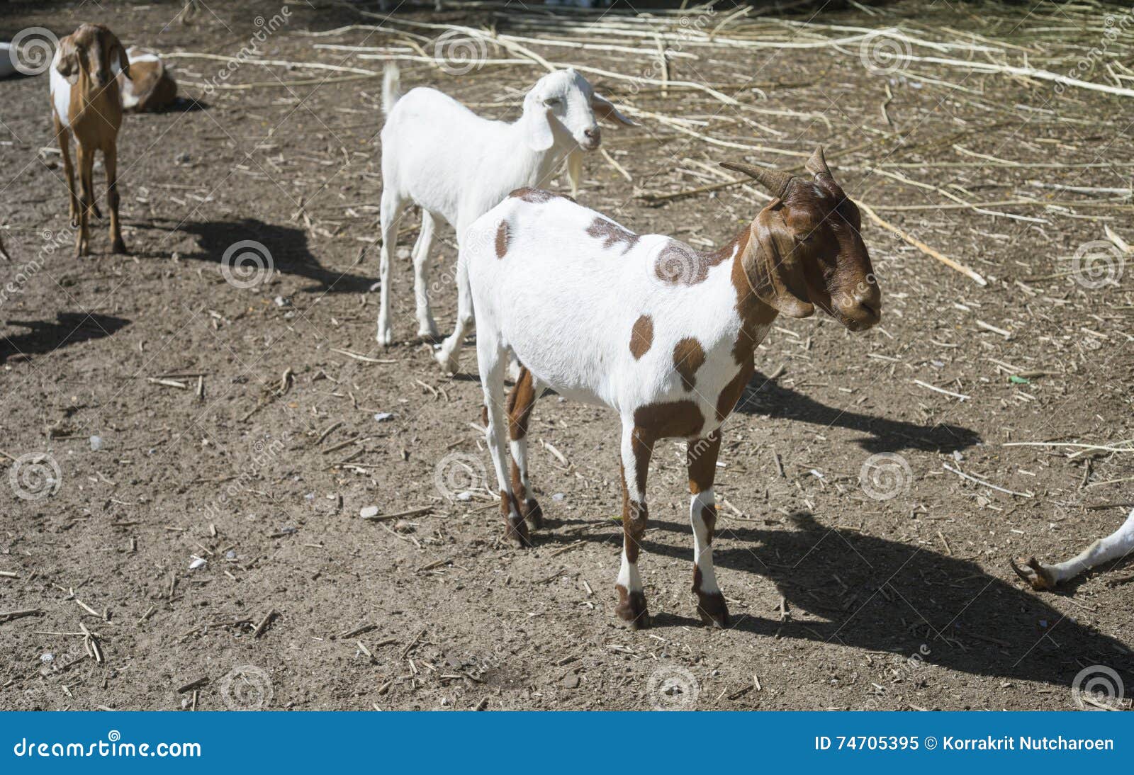 Goat Portrait, Goat Standing on a Field,filtered Image,selective Focus ...